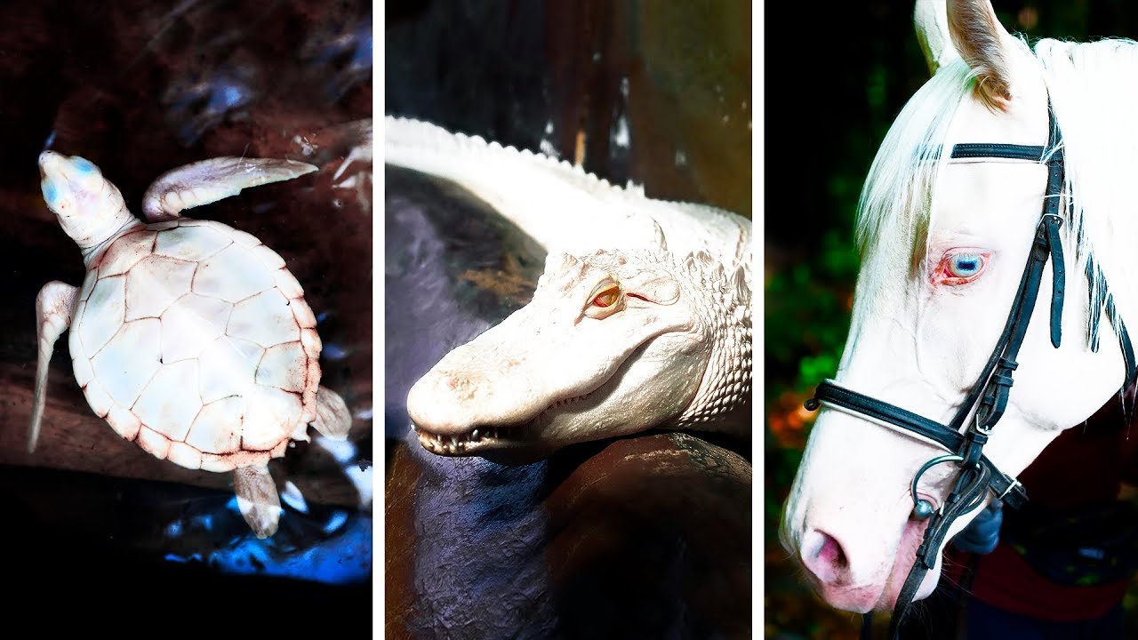 23 Animaux Albinos Qui ont Rarement été Vus - YouTube