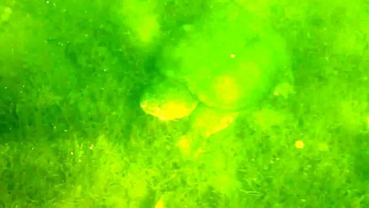 Snapping turtle in Canaan Street Lake, Canaan NH - YouTube