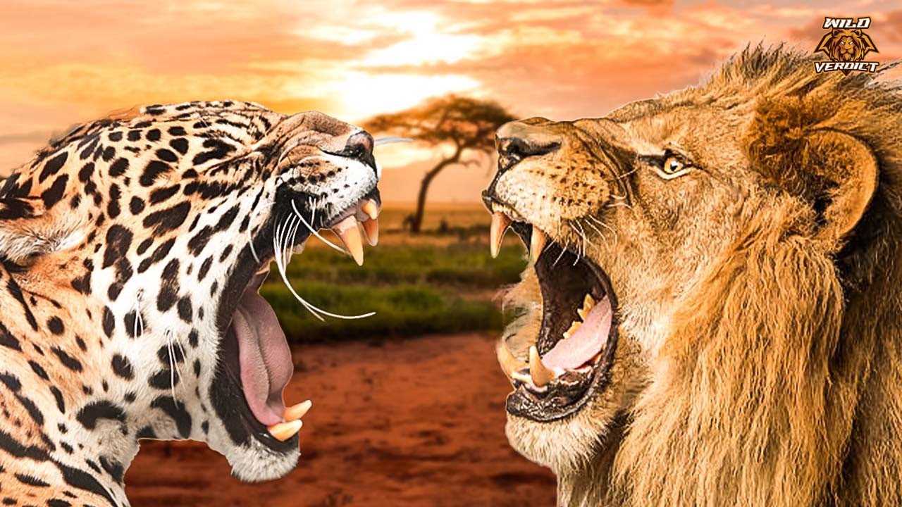 Jaguar Contre Lion