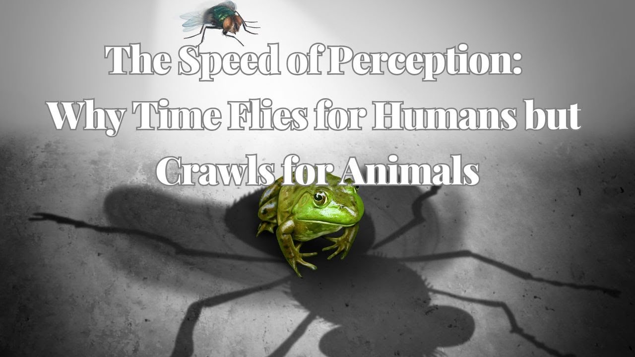 The Speed of Perception: Why Time Flies for Humans but Crawls for ...