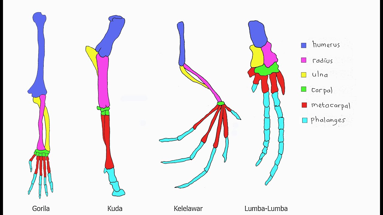 Homologi Organ Sebagai Dasar Klasifikasi Hewan - YouTube