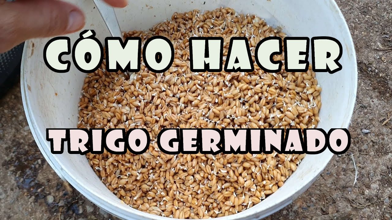 Cómo Hacer TRIGO Germinado de una forma Fácil y Cómoda para ...