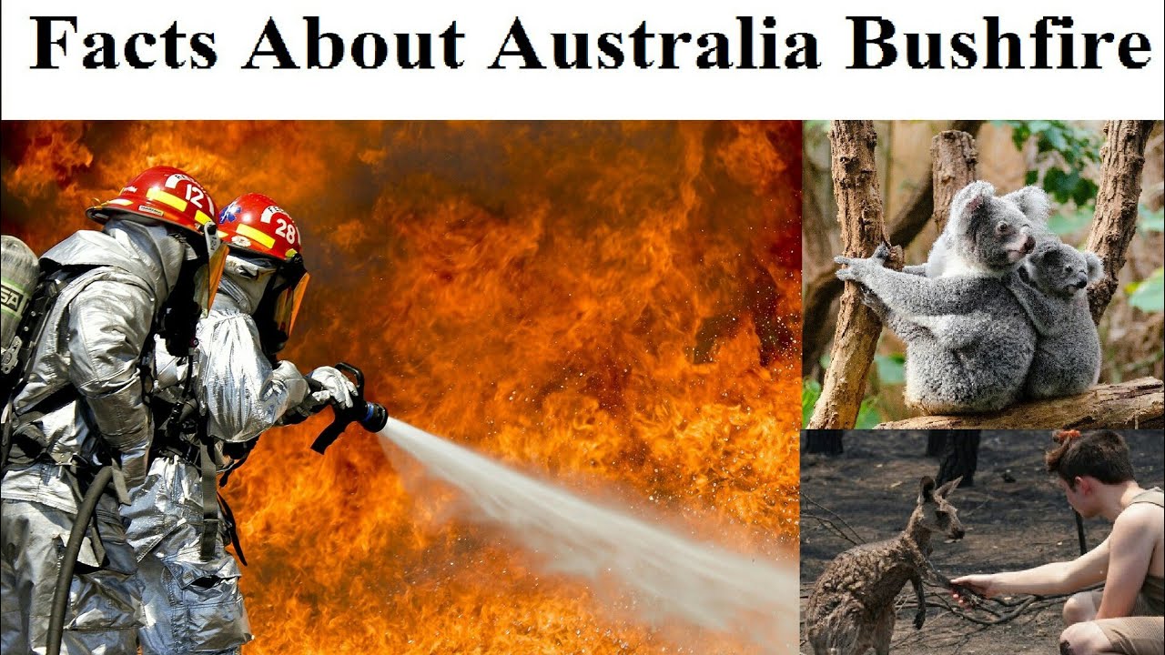 Facts about australia bushfire || ऑस्ट्रेलिया बुशफायर के बारे में तथ्य ...