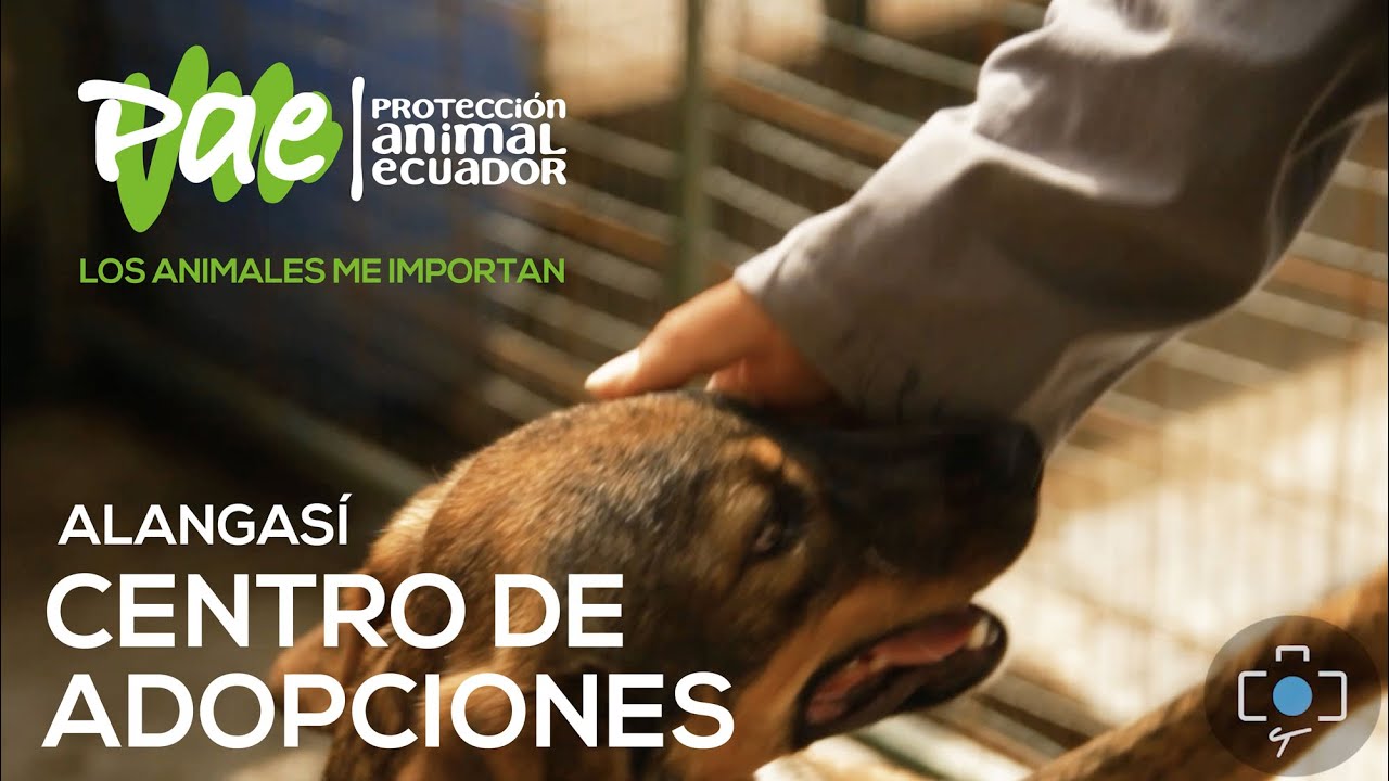 CENTRO DE ADOPCIONES ALANGASÍ - YouTube