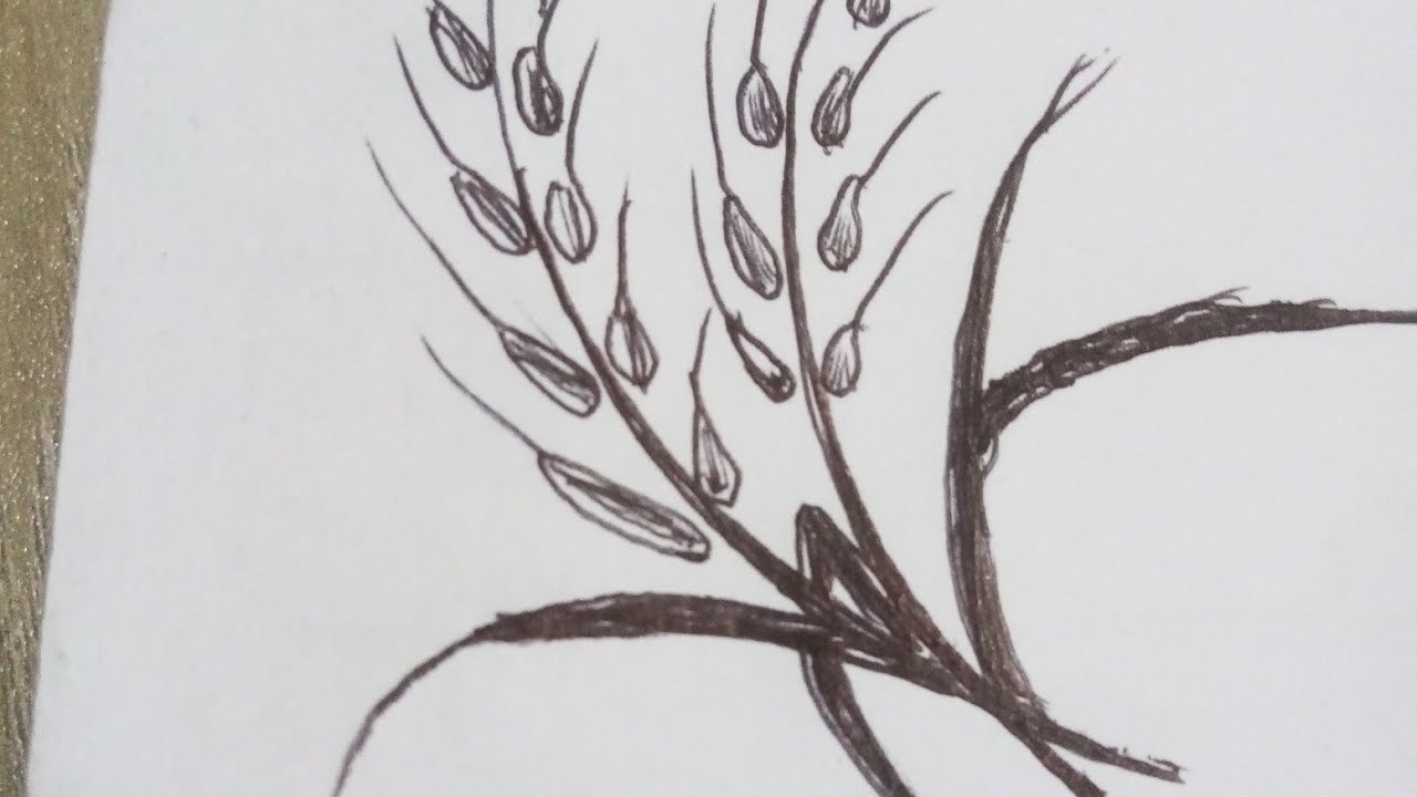 wheat drawing. How to draw wheat. - YouTube
