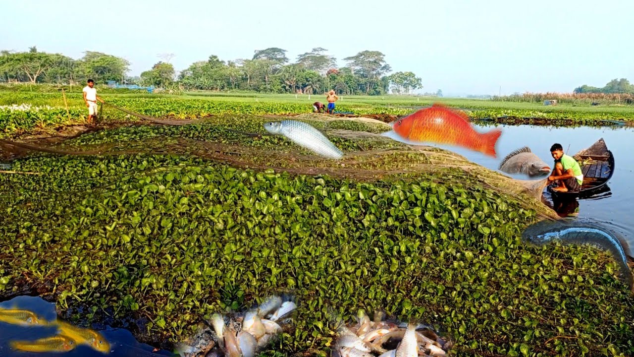 Net fishing into water hyacinth। Part 1। Net fishing techniques ...
