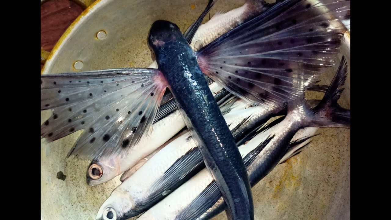 Grilled Fish Chops, Flying Fish chops grilled, paravai kola meen chops ...