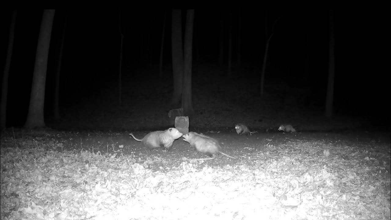 2/8/23 Possum Farming. Deer, Raccoon, Molting Squirrels & the Resident ...