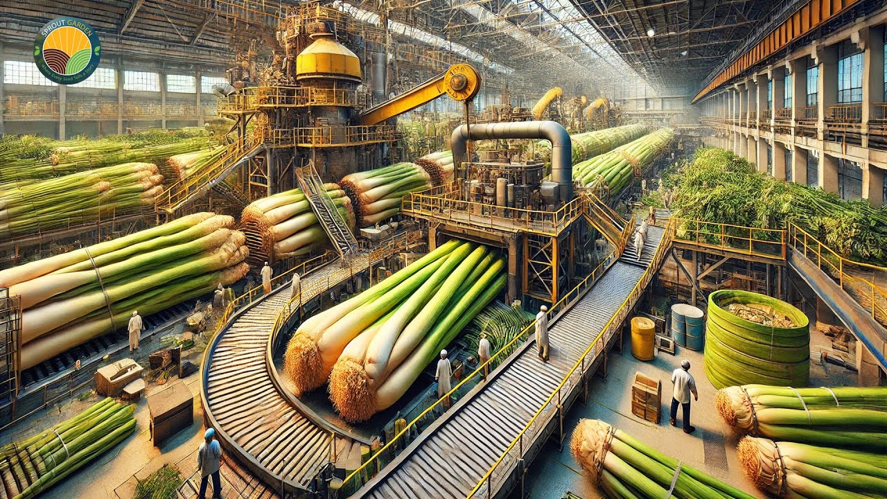 How Farmers Harvest Lemongrass: Growing, Harvesting, Storing, and Using ...