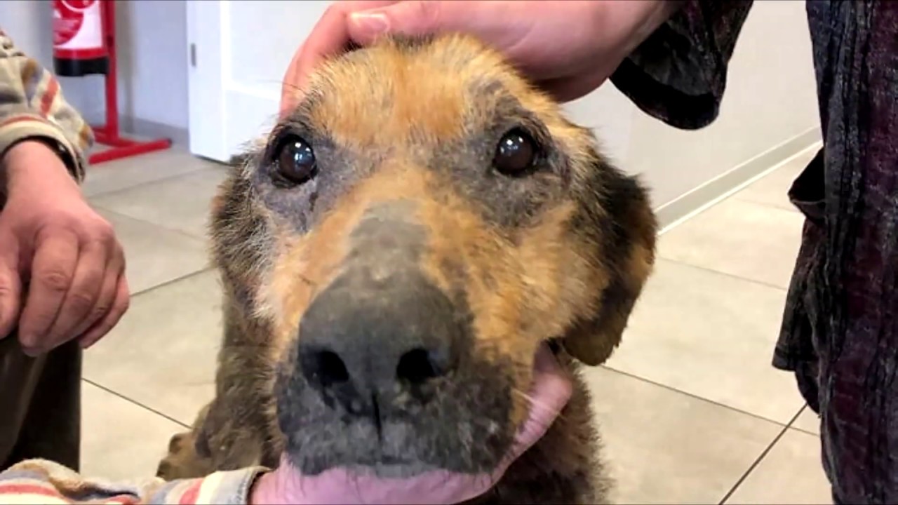 Saba - pies, który przeżył piekło - YouTube