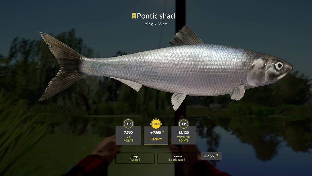 Russian fishing 4 Seversky Donets River Pontic shad trophy (Idemo ...