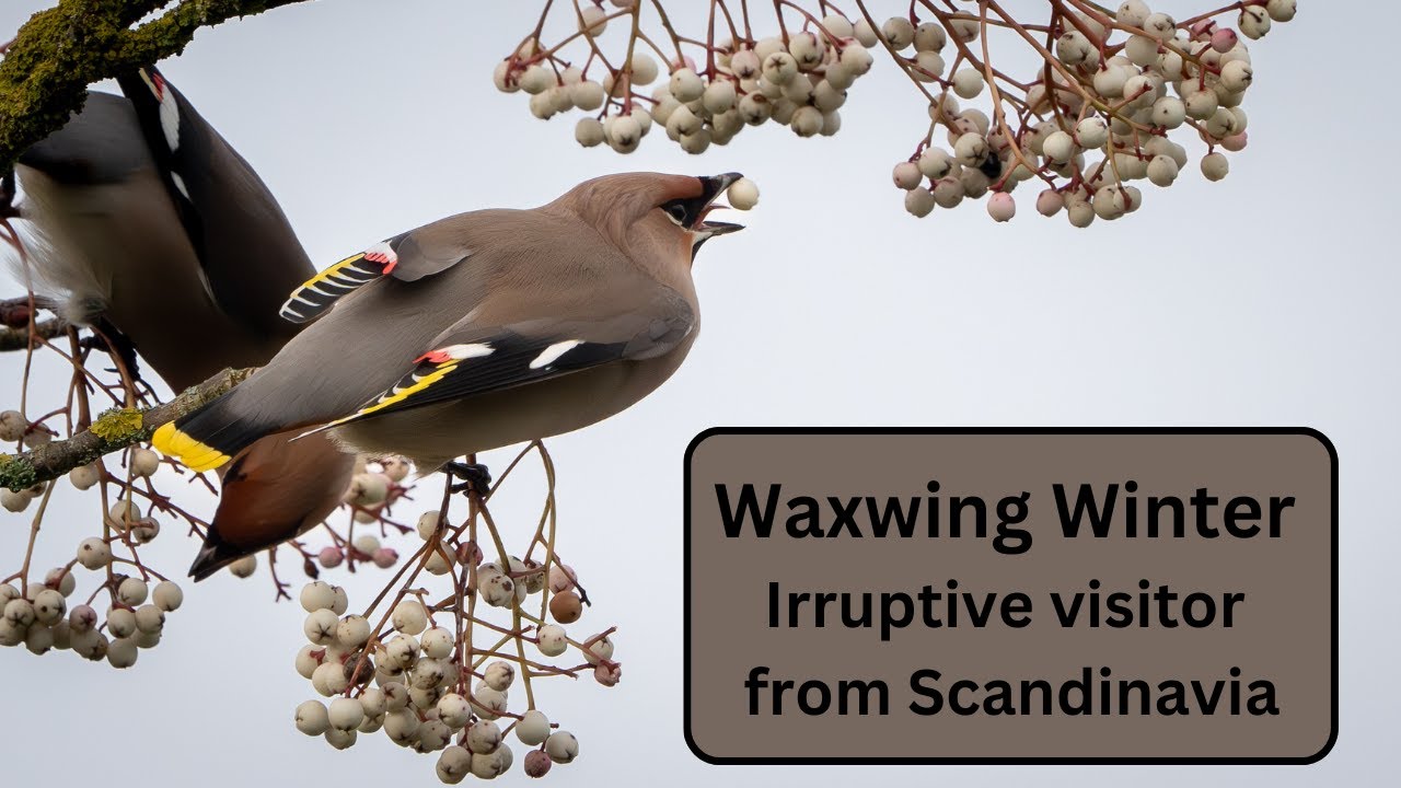 Waxwing Winter - An Irruption of Scandinavian Feathered Visitors - YouTube