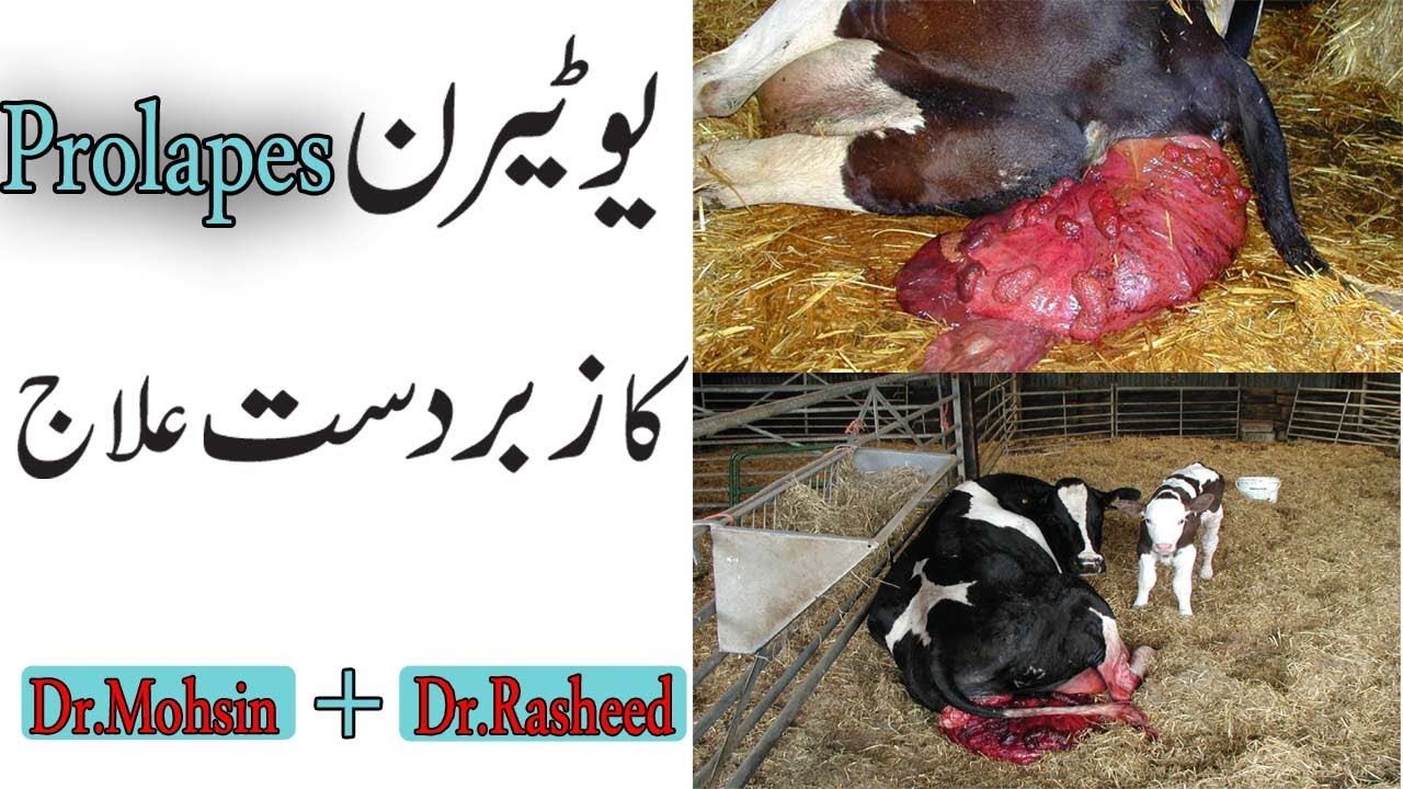 Uterine Prolapse Treatment In Cattle | Complete Uterine Prolapse In Cow ...