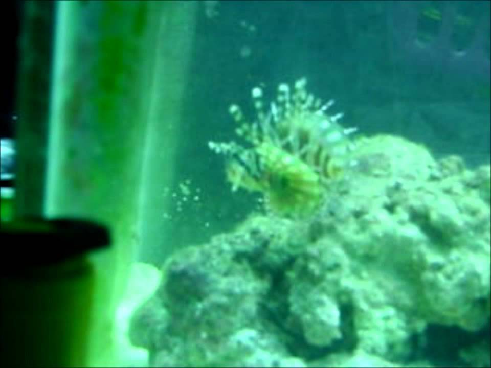 29 gallon reef tank and 55 gallon fowlr - YouTube