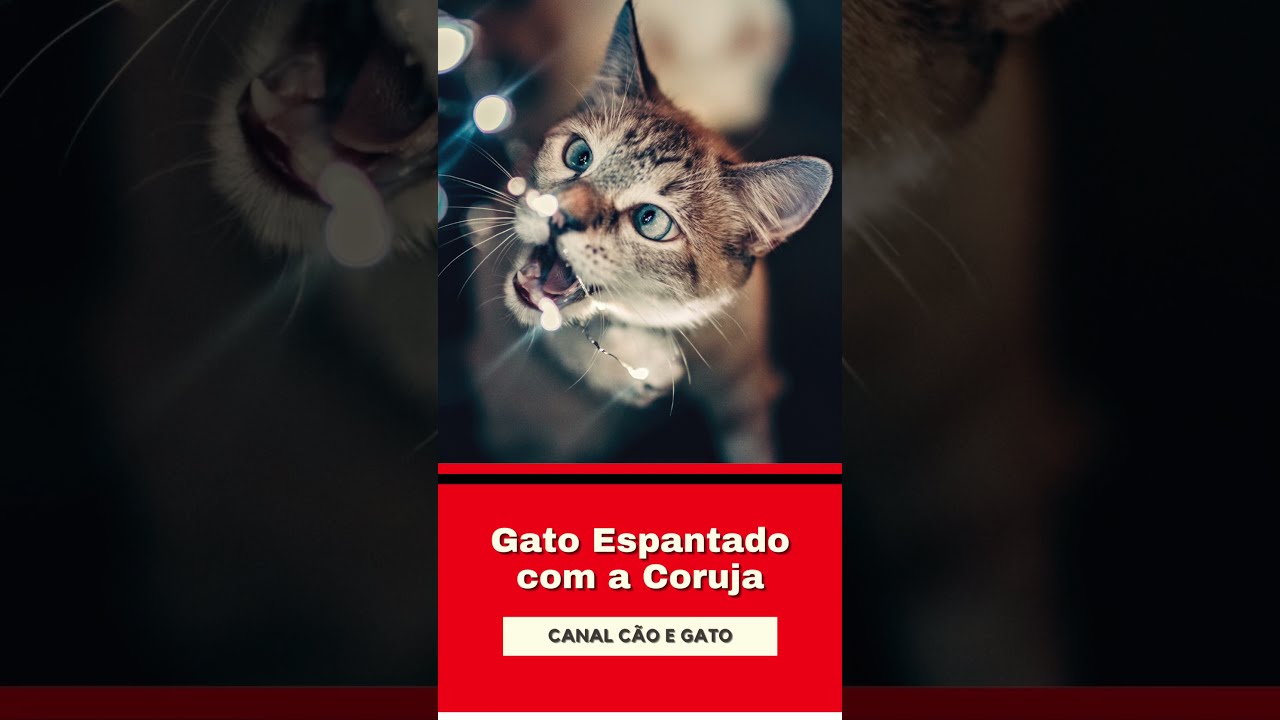 Gato Espantado com Coruja! Gato Engraçado! Gato Fofo #shorts - YouTube