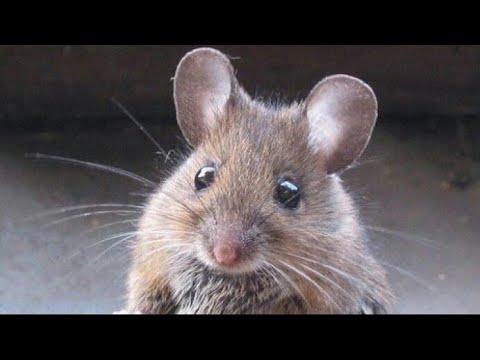 London Underground's Mouse. - YouTube