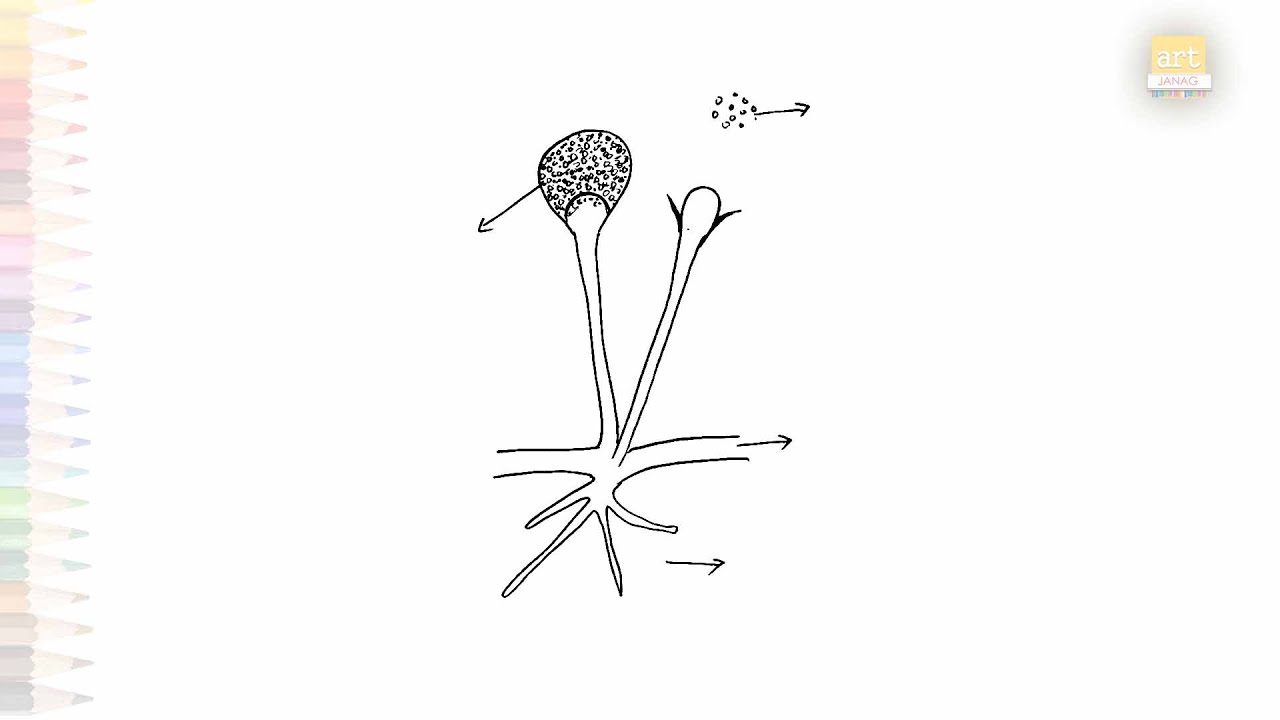 Structure of fungus diagram | Science drawings easy | How to draw ...