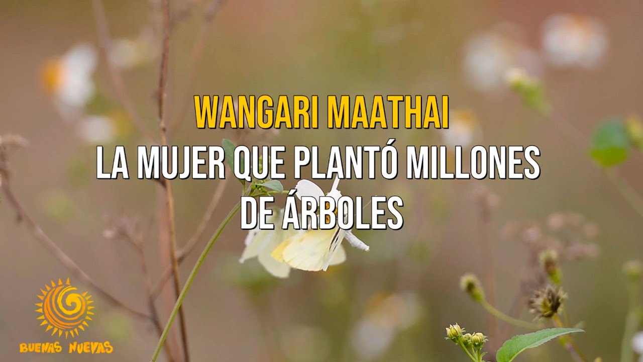 #BUENASNUEVAS -Wangari Maathai: la mujer que plantó millones de árboles ...