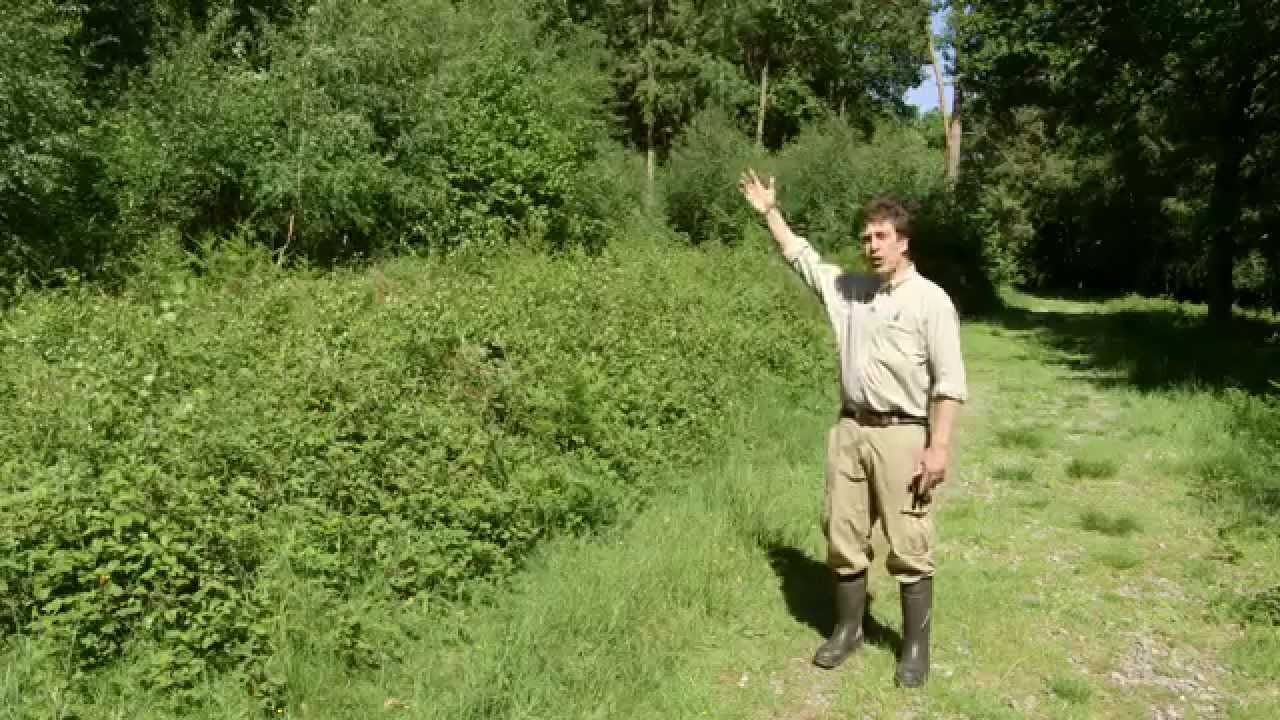 The wildlife benefits of ride management in woodland - YouTube