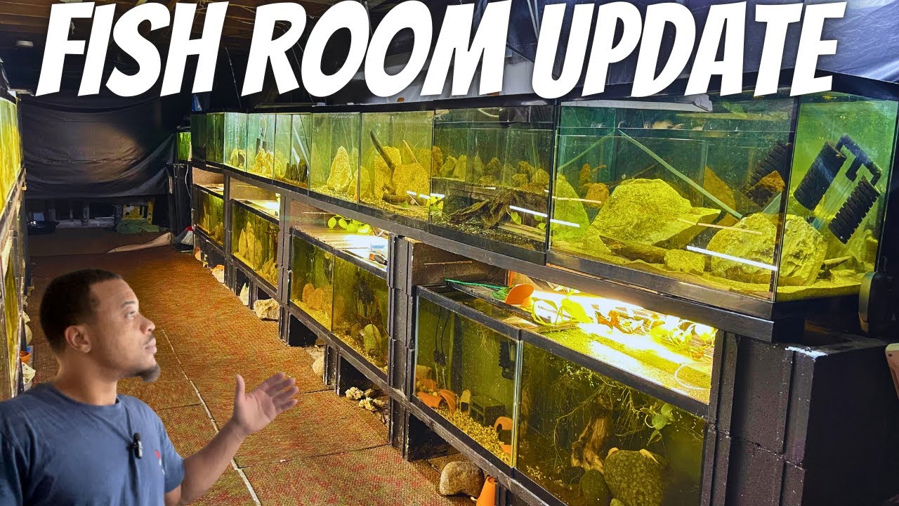 THIS THE WORST MY FISH ROOM EVER BEEN | FISH ROOM UPDATE - YouTube