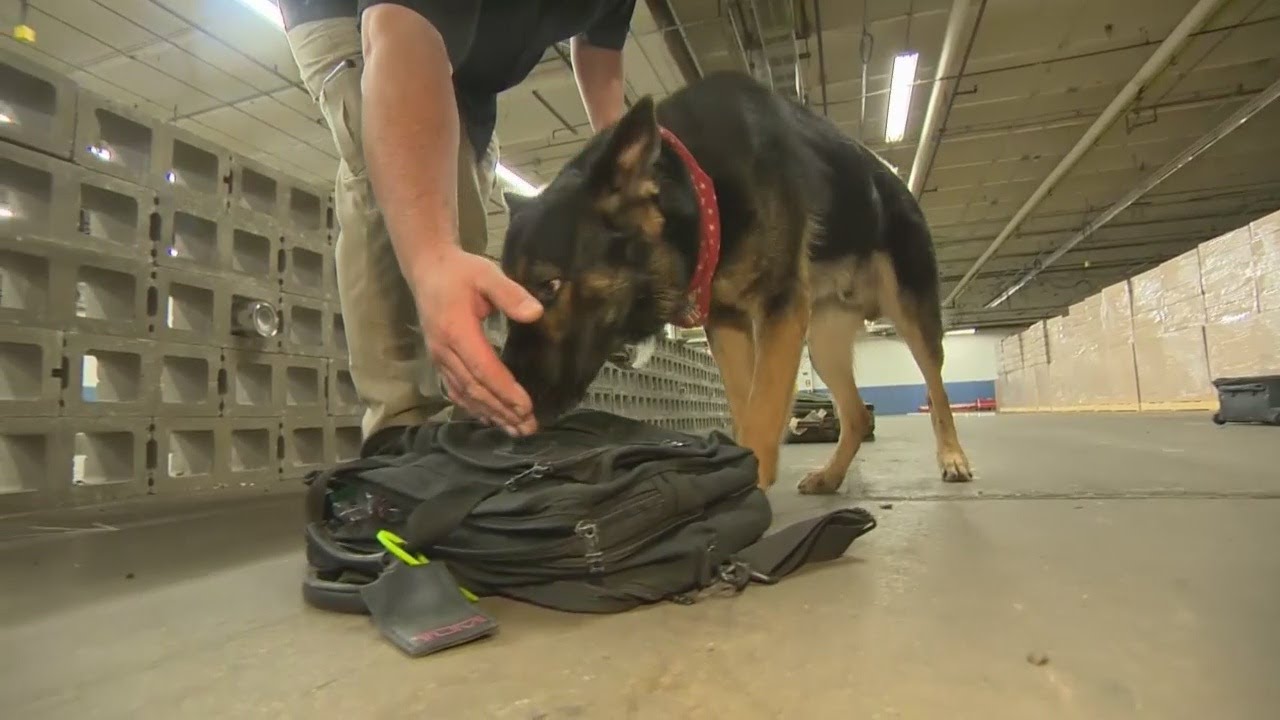 How Dogs Can Help Fend Off Terror Threats - YouTube