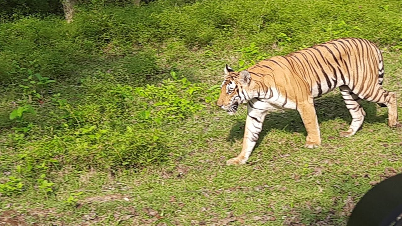 Tigress of Tiger Tank - YouTube