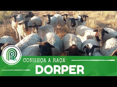 Conheça a raça de ovinos dorper
