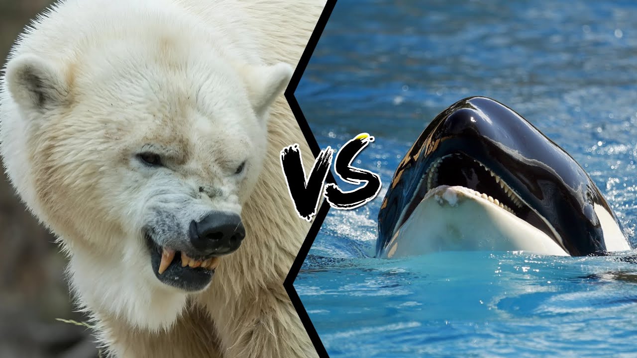 Polar Bear vs. Killer Whale – Who Would Win? - YouTube
