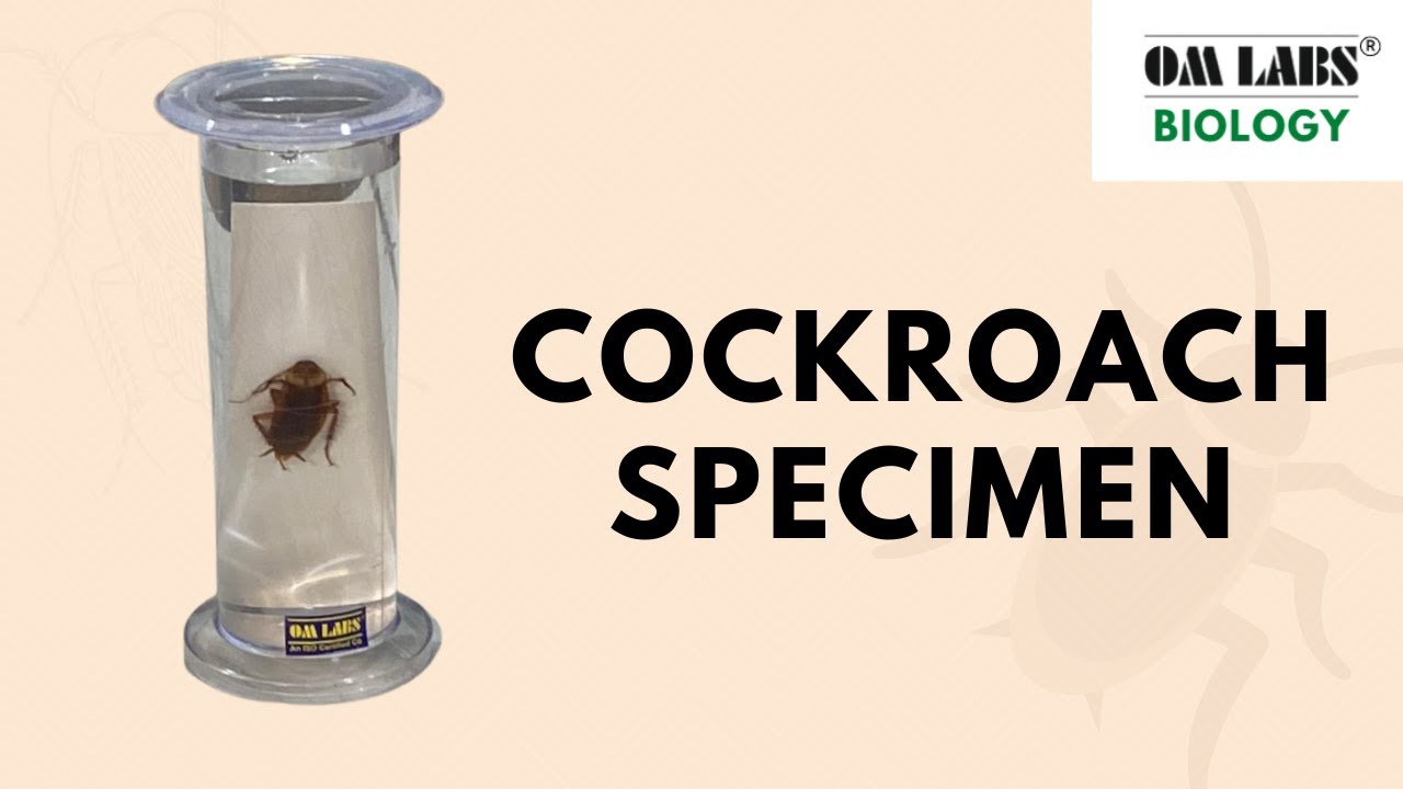 Cockroach Specimen | Specimen Examining | Biology | OM LABS BIOLOGY ...