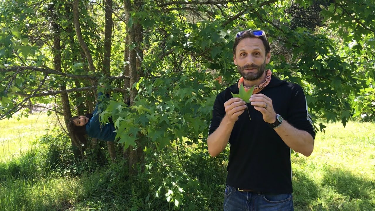 5 Easy-to-Identify Trees of NC - Outdoor Education - YouTube