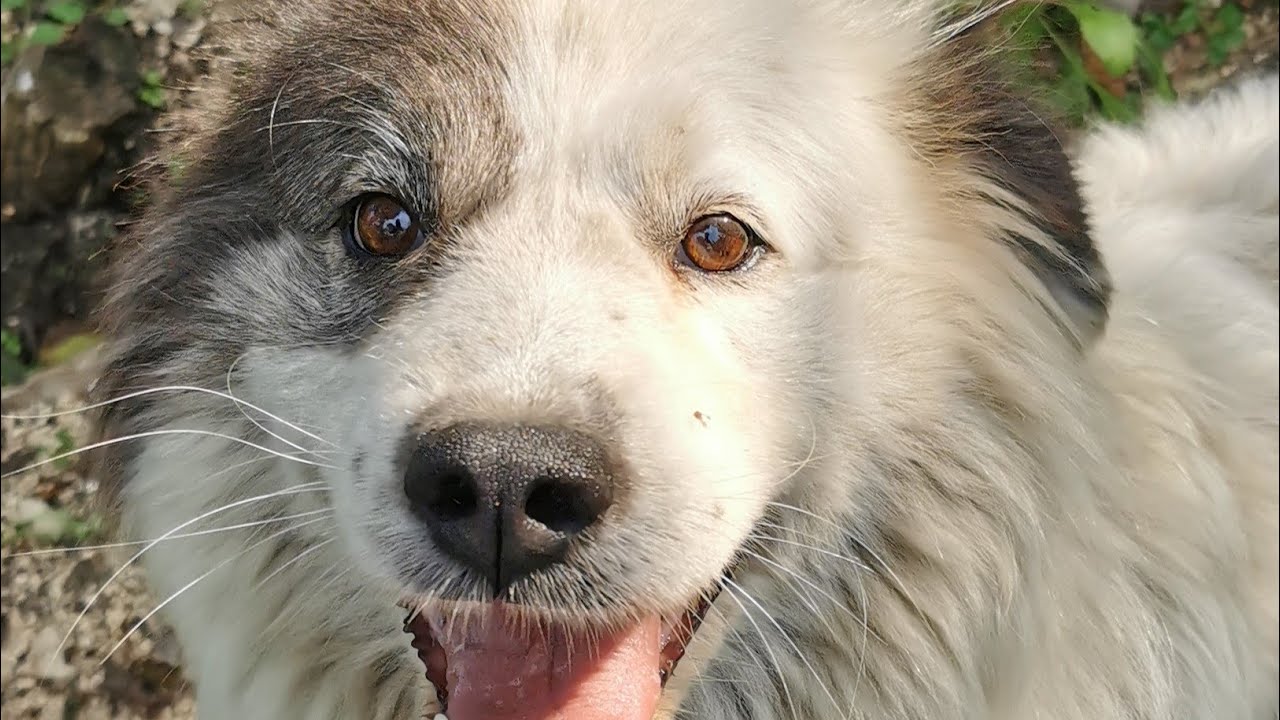 Kira I Adoption of Dogs from Bosnia - YouTube