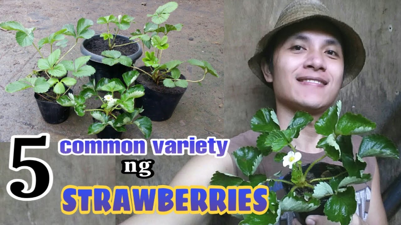 PAANO MALALAMAN ANG VARIETY NG STRAWBERRIES -STRAWBERRY VARITIES - YouTube