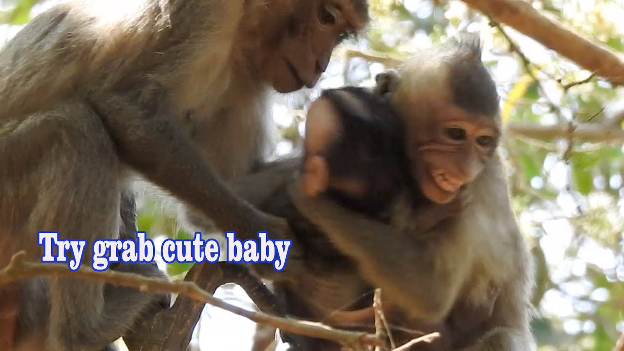 Small monkey Elly try grab baby Baba for look after, Elly angry Botum ...