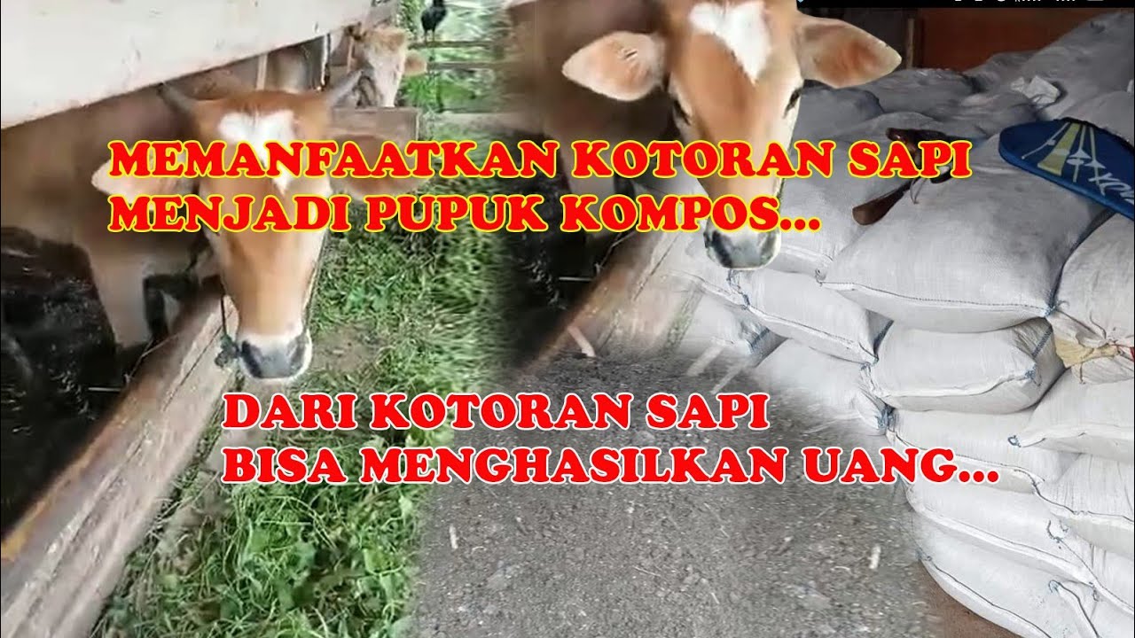 Pembuatan pupuk kompos dari kotoran sapi - YouTube
