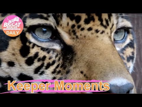 Manny Jaguar up-close! I see 2 bear paws at top of his shoulder. See anything else in his spots?