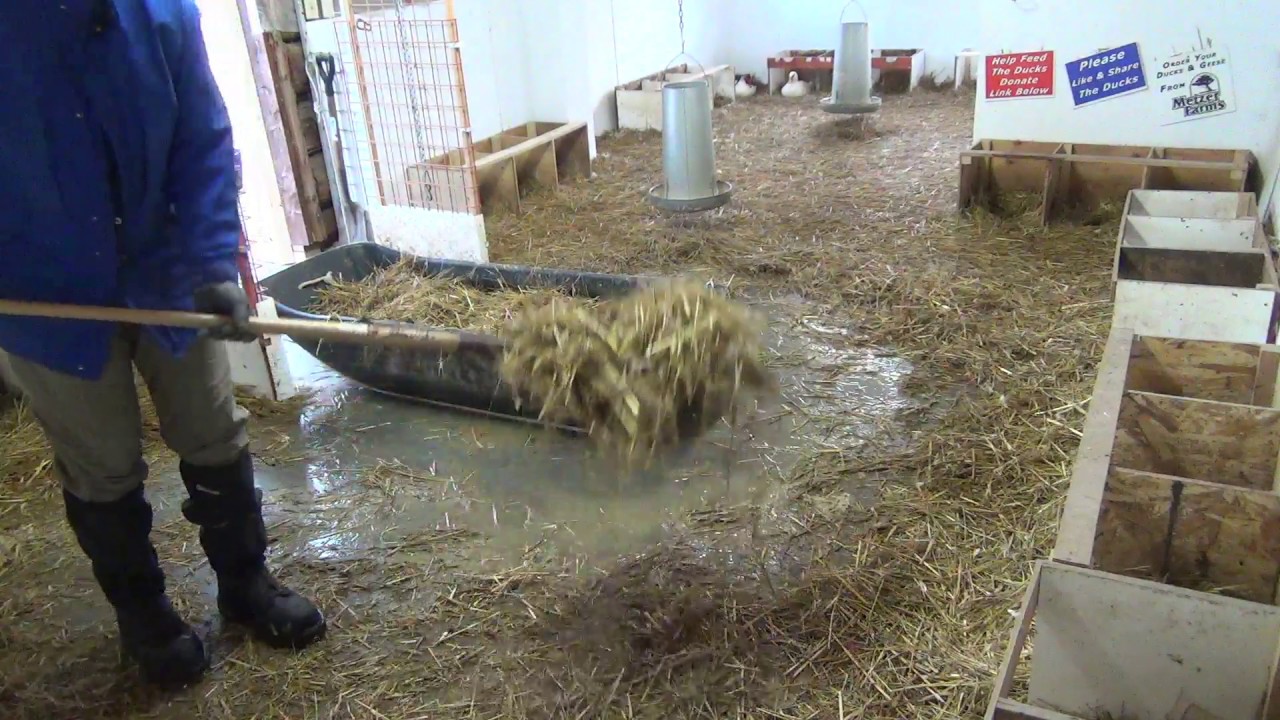 End of the day barn cleaning... Live Stream - Feb 15, 2018 - YouTube