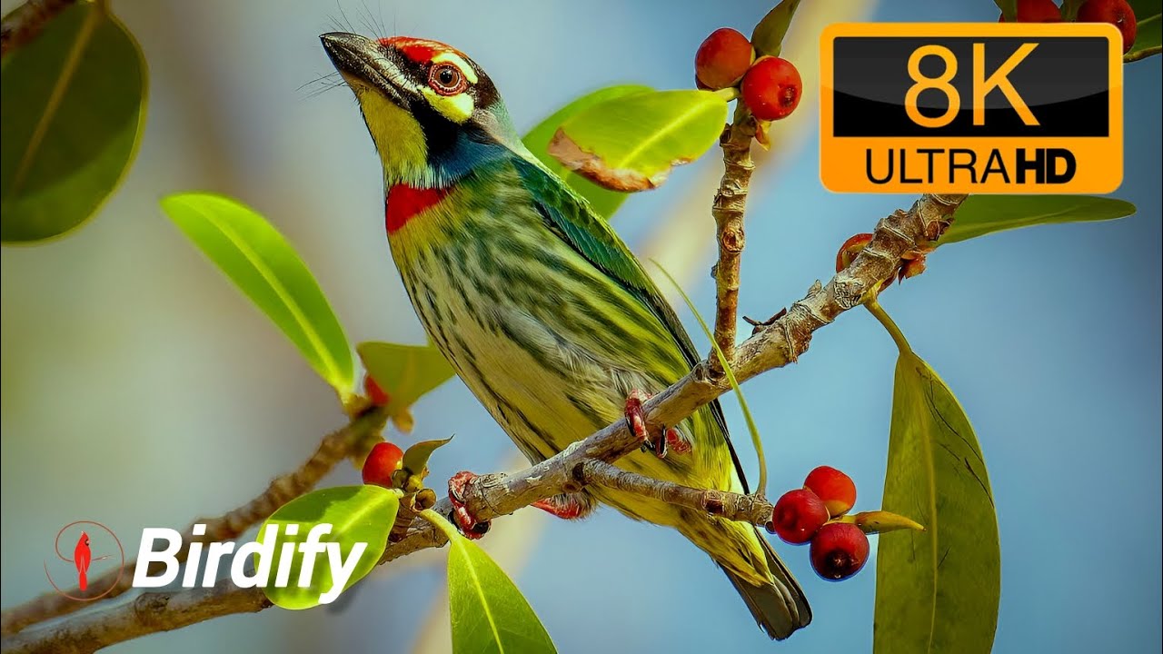 8K UHD 60fps Birds | Spectrum of Flight: Vibrant Birds from Around the ...