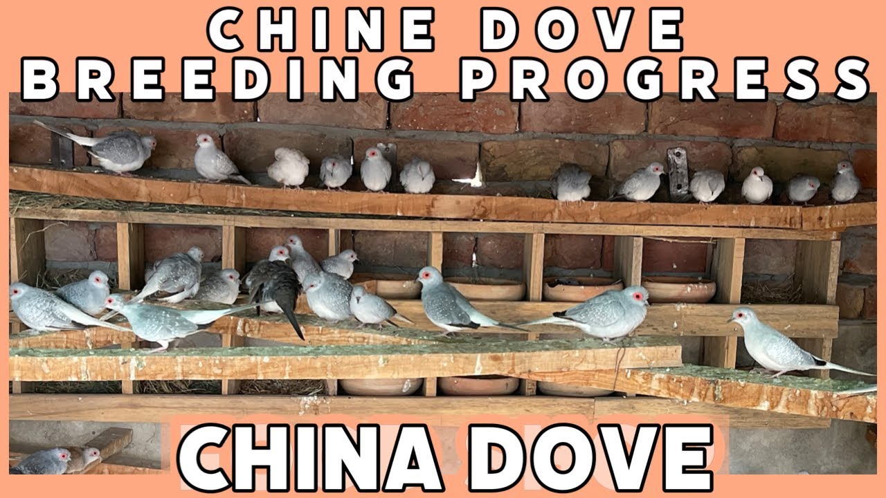 China Dove Breeding Progress #chinadove #diamond dove - YouTube