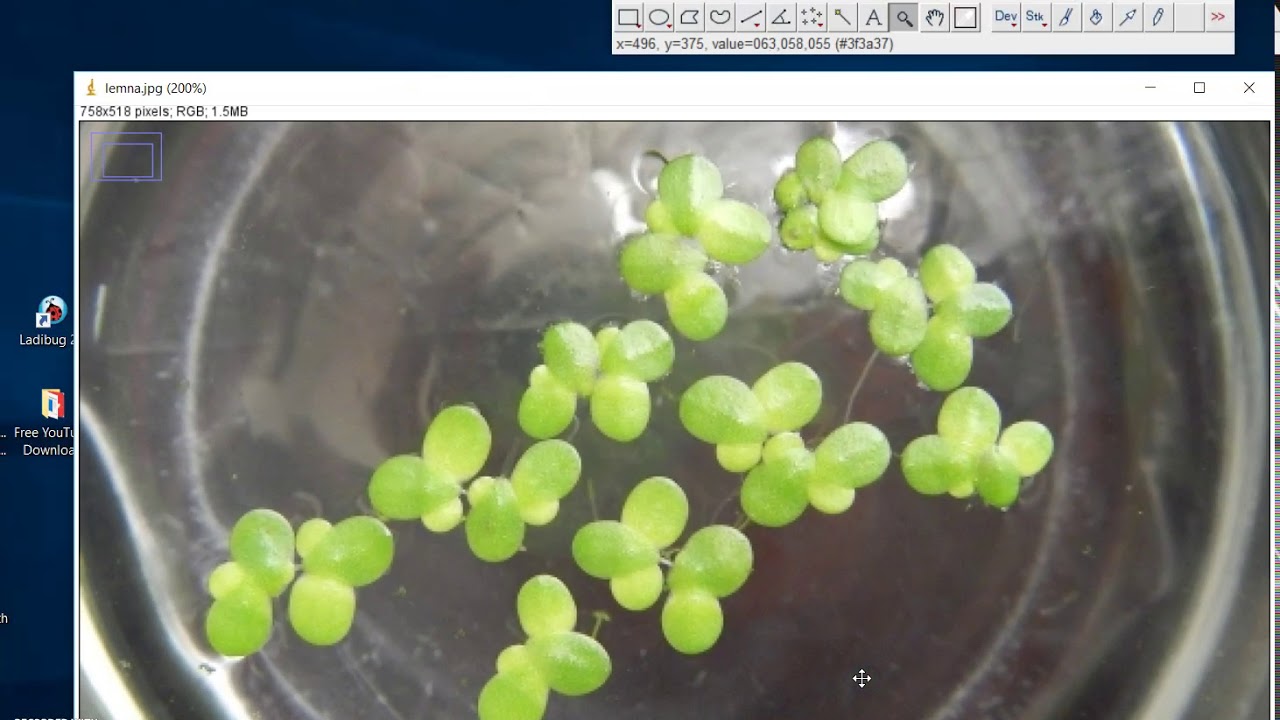 How To Handcount Lemna minor Fronds Using ImageJ - YouTube