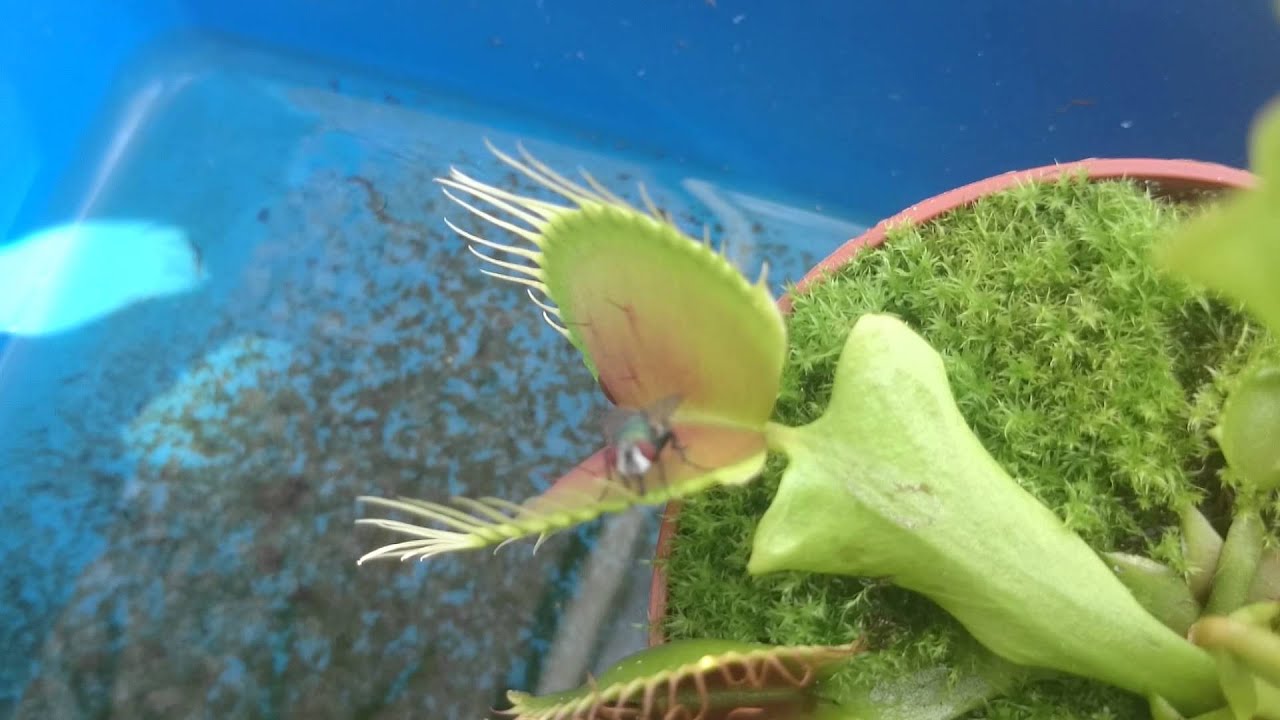 B52 Venus Fly Trap. - YouTube