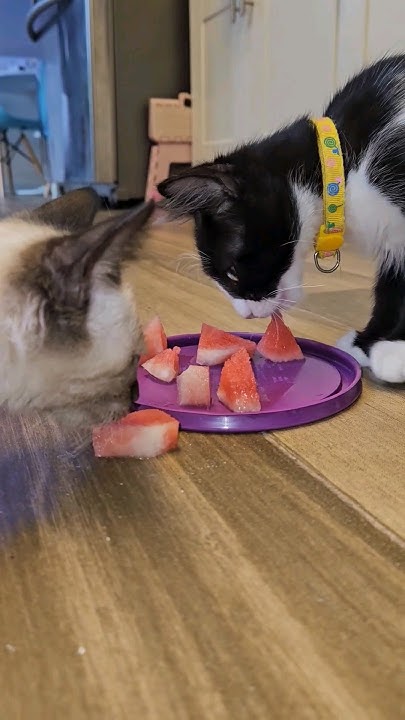 kitty cats try watermelon for the first time | kittens licking water melon | watermelon sugar ...