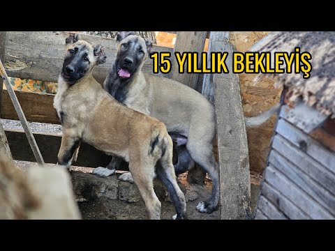 TOROMAN YAVRULARININ SON DURUMU VE AFET HÜNKAR YAVRULARININ GELİŞİMİ !