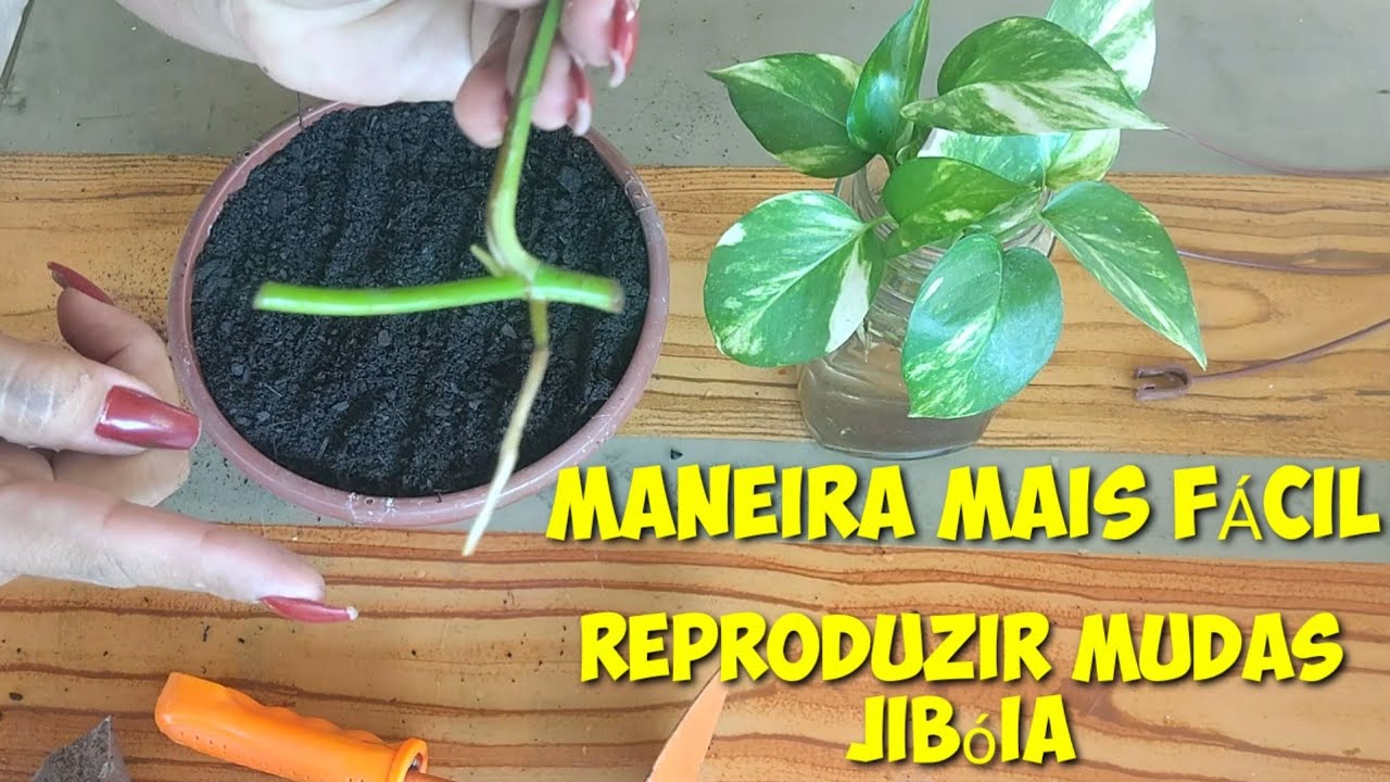 VIVENDO E PRENDENDO - COMO FAZER MUDA DE JIBÓIA - MUDA DA FOLHA DA ...