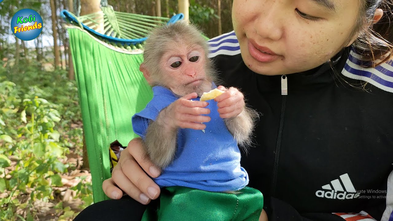 Monkey Kobi and family's rest time in garden - YouTube