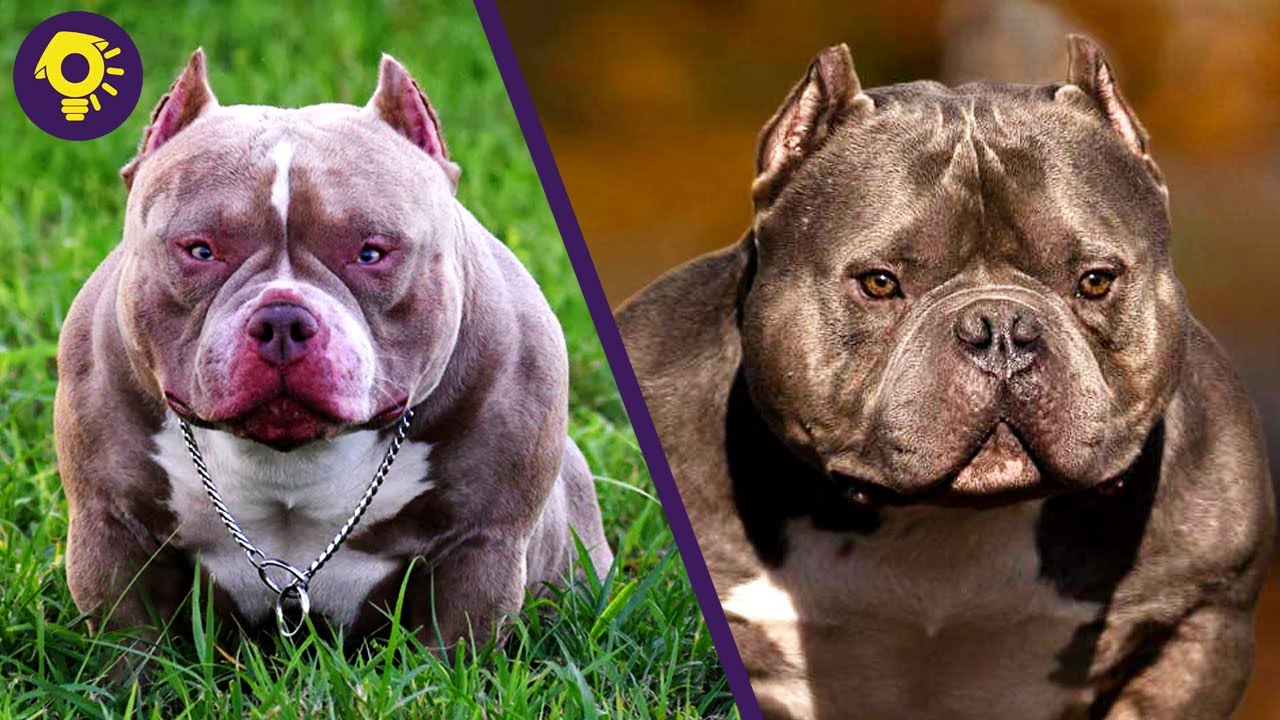 55 MILLION PESOS NA ASO | Pinakamahal na Aso sa Mundo (Exotic American ...