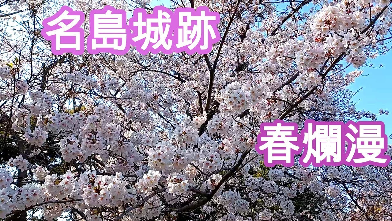名島城跡 爛漫と咲く桜 Najima Castle Ruins - YouTube