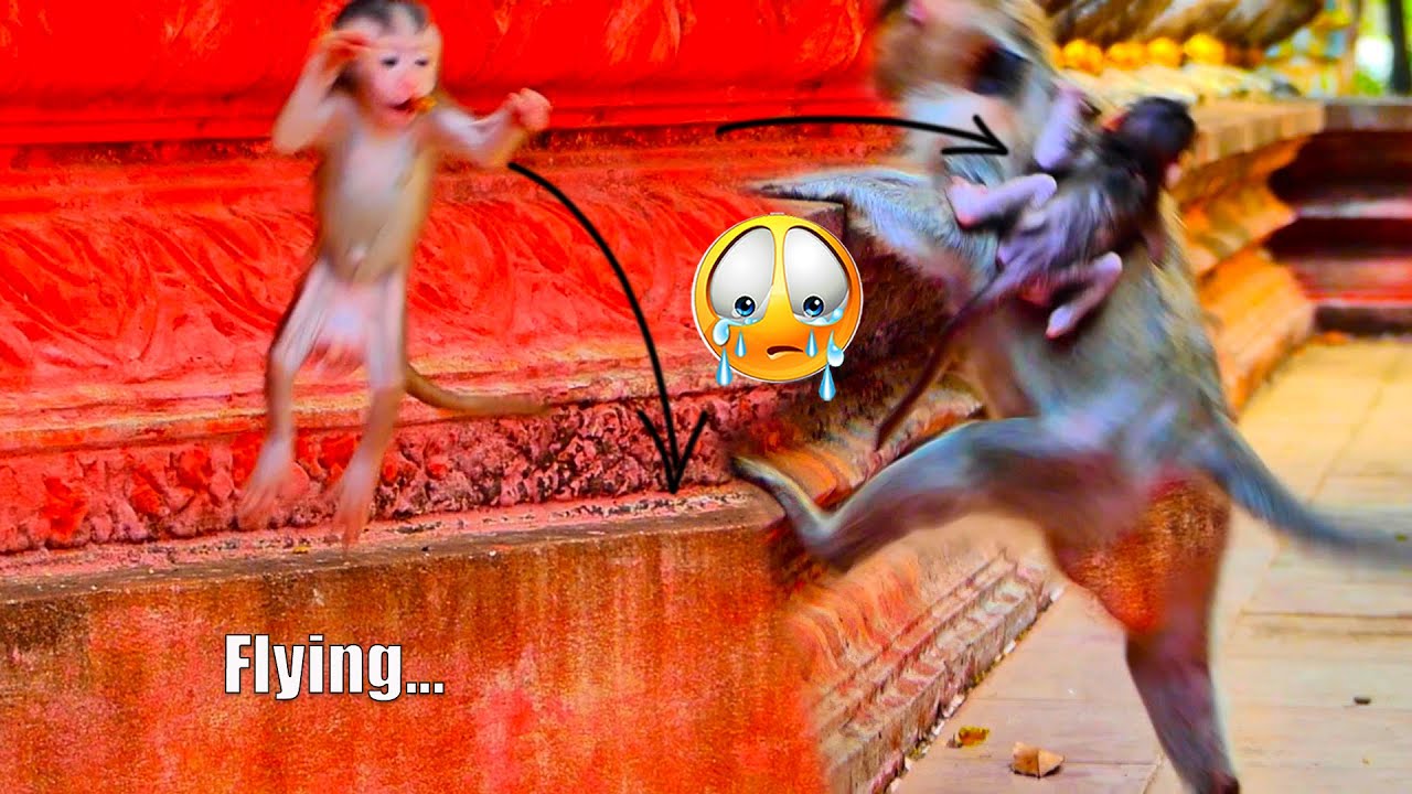 OH, Super Fly & Run... After playing happily baby monkey clings to the ...