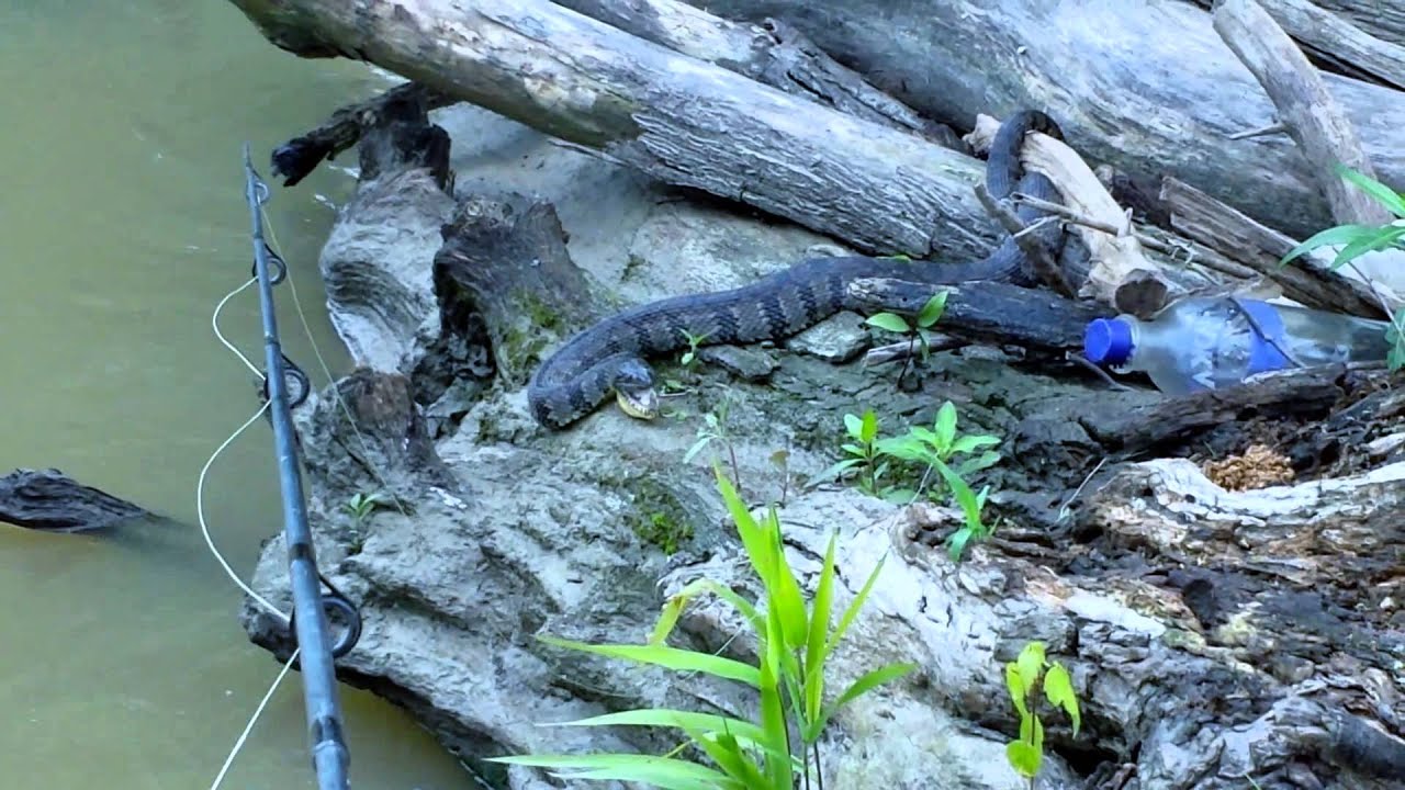 Copy of How to catch a snake with a fishing pole - YouTube