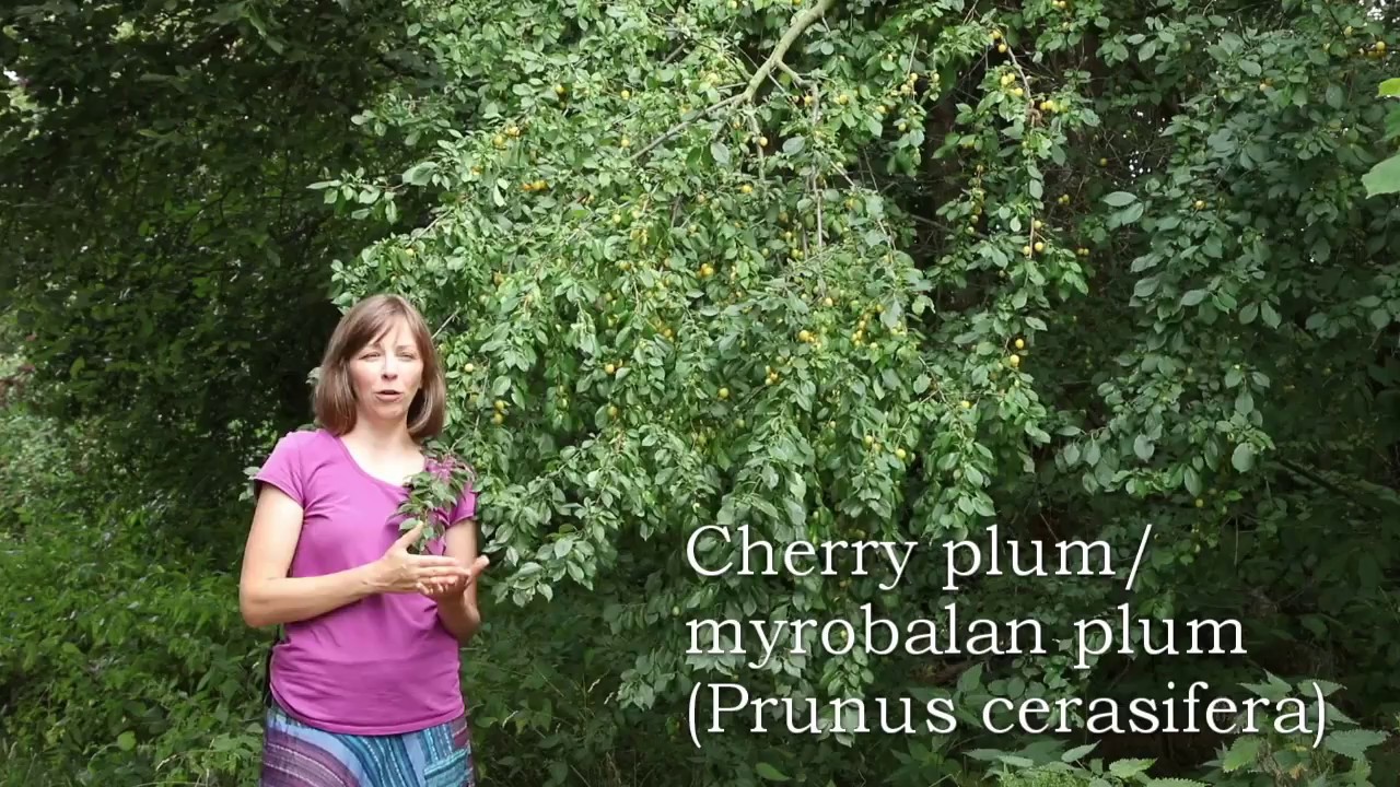 Are Cherry Plums Edible