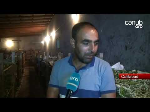 Cəlilabadda barama istehsalı iki dəfəyədək artırılıb